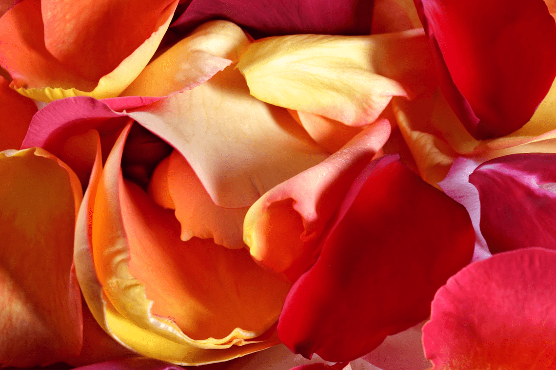 Color Combination Garden of Aphrodite - Canva's Design Wiki