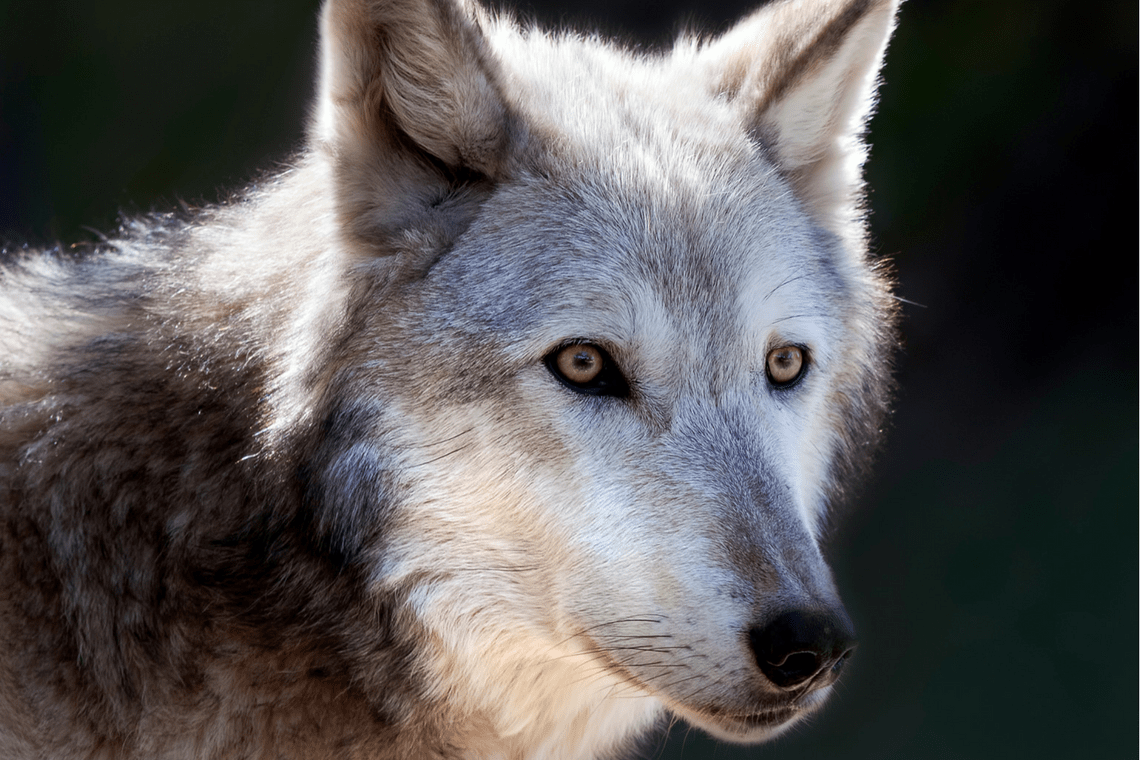 Color Combination Wolfeye Sight - Canva's Design Wiki