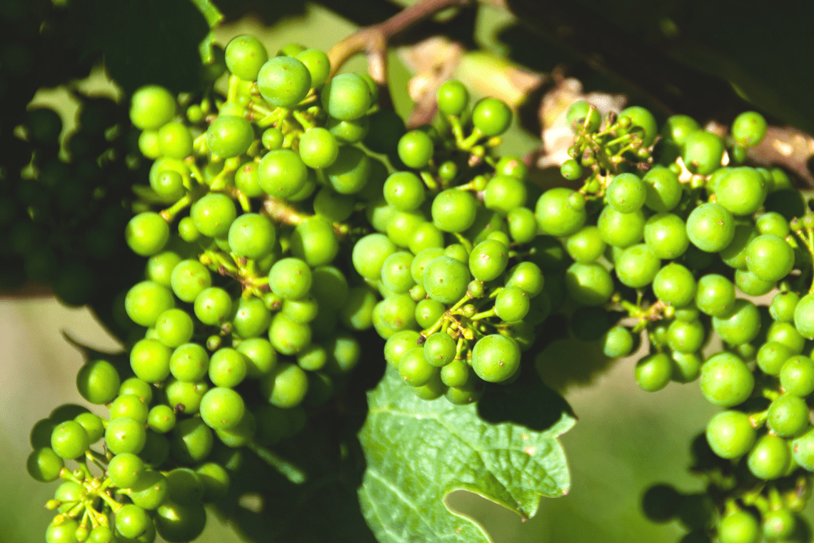 Color Combination Fresh Clusters - Canva's Design Wiki
