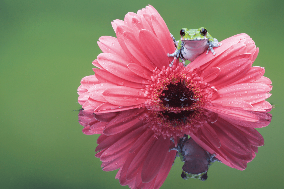Color Combination Daisy Frog Reflection - Canva's Design Wiki