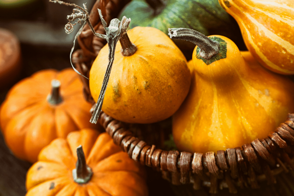 Color Combination Squash Squad - Canva's Design Wiki