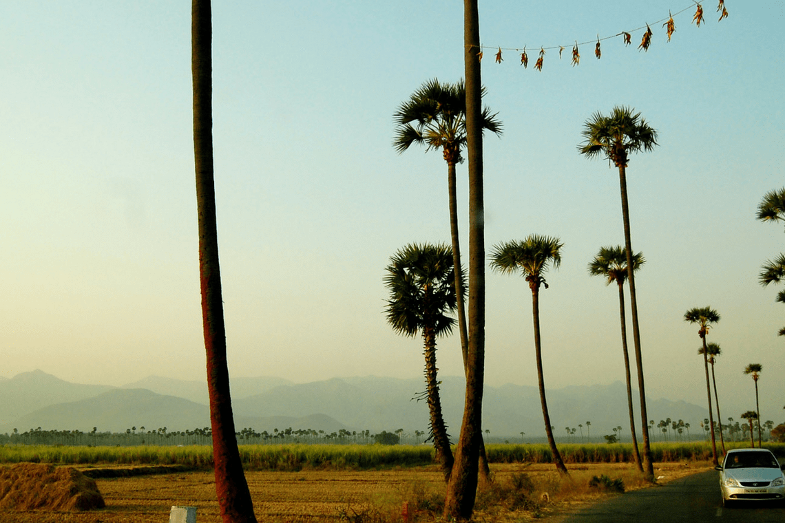 Color Combination Tall Sahara Trees - Canva's Design Wiki