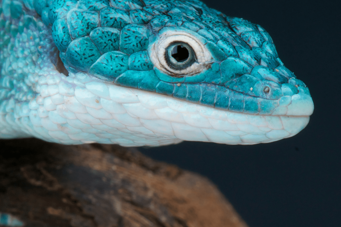 Color Combination Jewel Lizard - Canva's Design Wiki