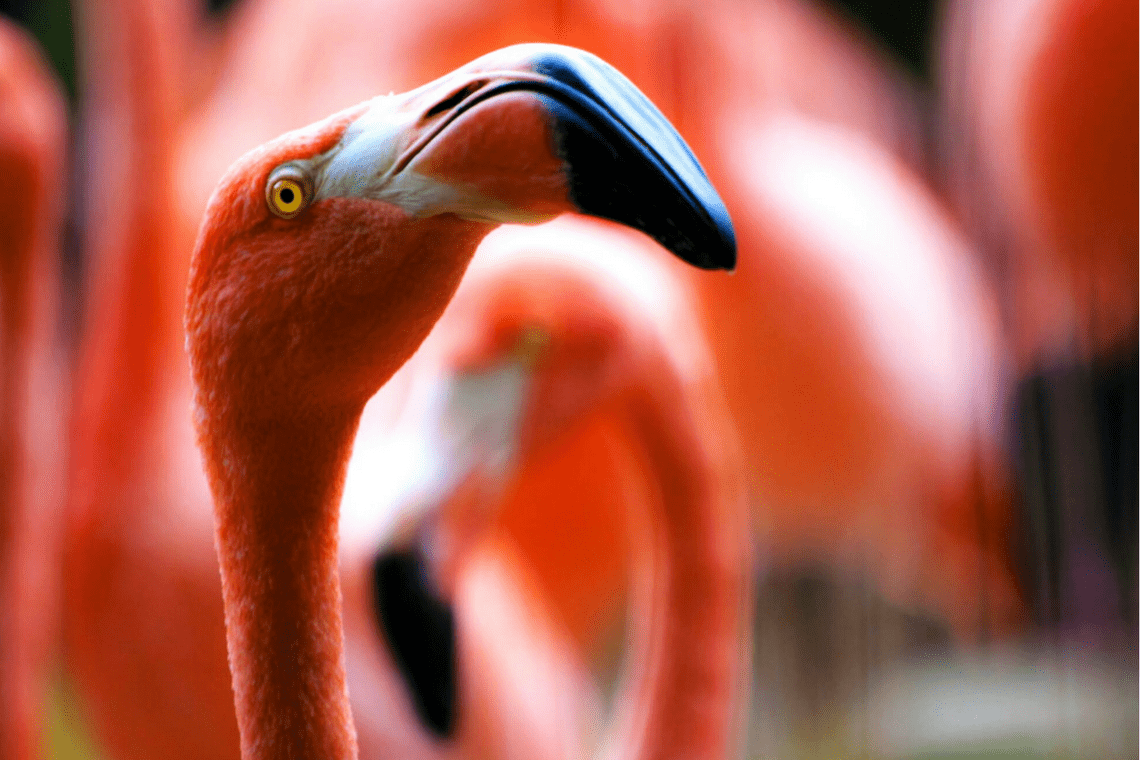 Color Combination Flamingo on Focus - Canva's Design Wiki