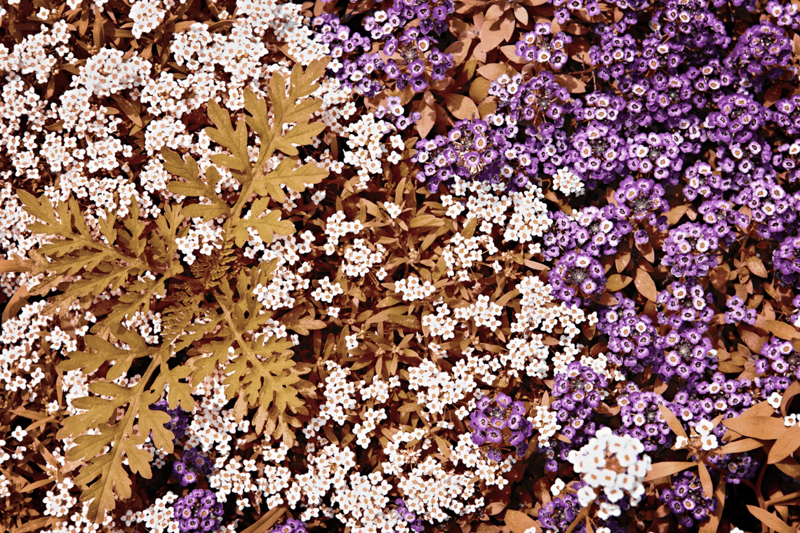 Color Combination Baby Flower Clusters - Canva's Design Wiki