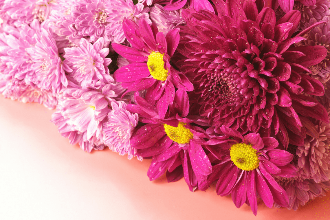 Color Combination Blushing Blooms - Canva's Design Wiki