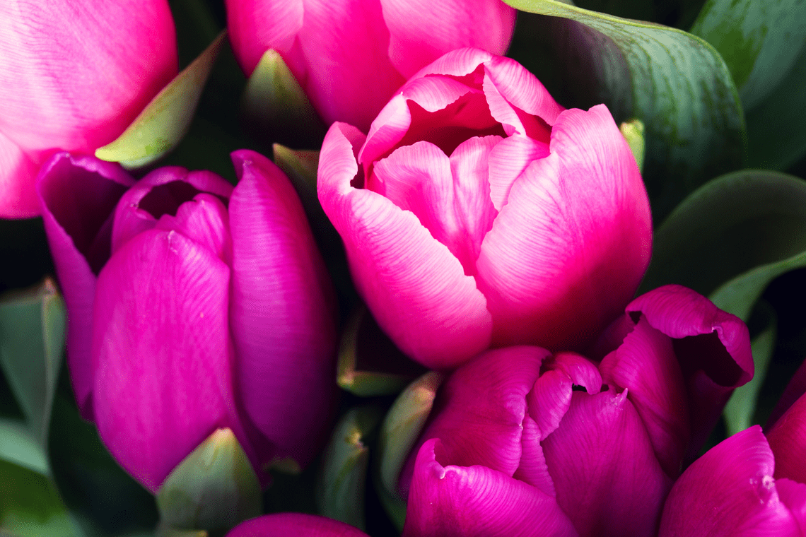 Color Combination Snuggled Up Tulips - Canva's Design Wiki
