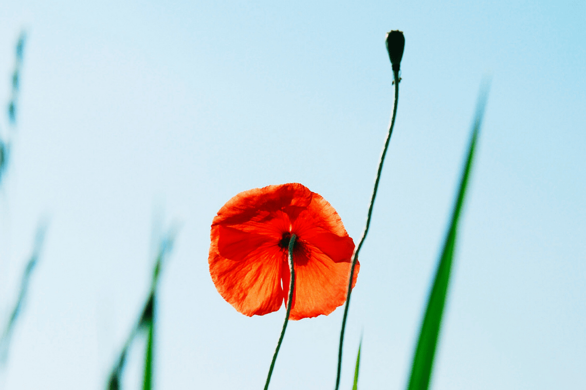 Color Combination Standing Out - Canva's Design Wiki