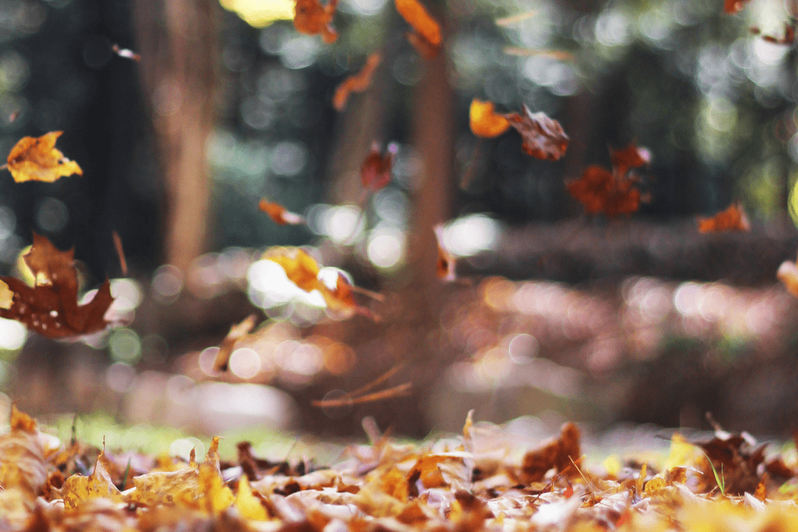 Color Combination Autumn Wind - Canva's Design Wiki