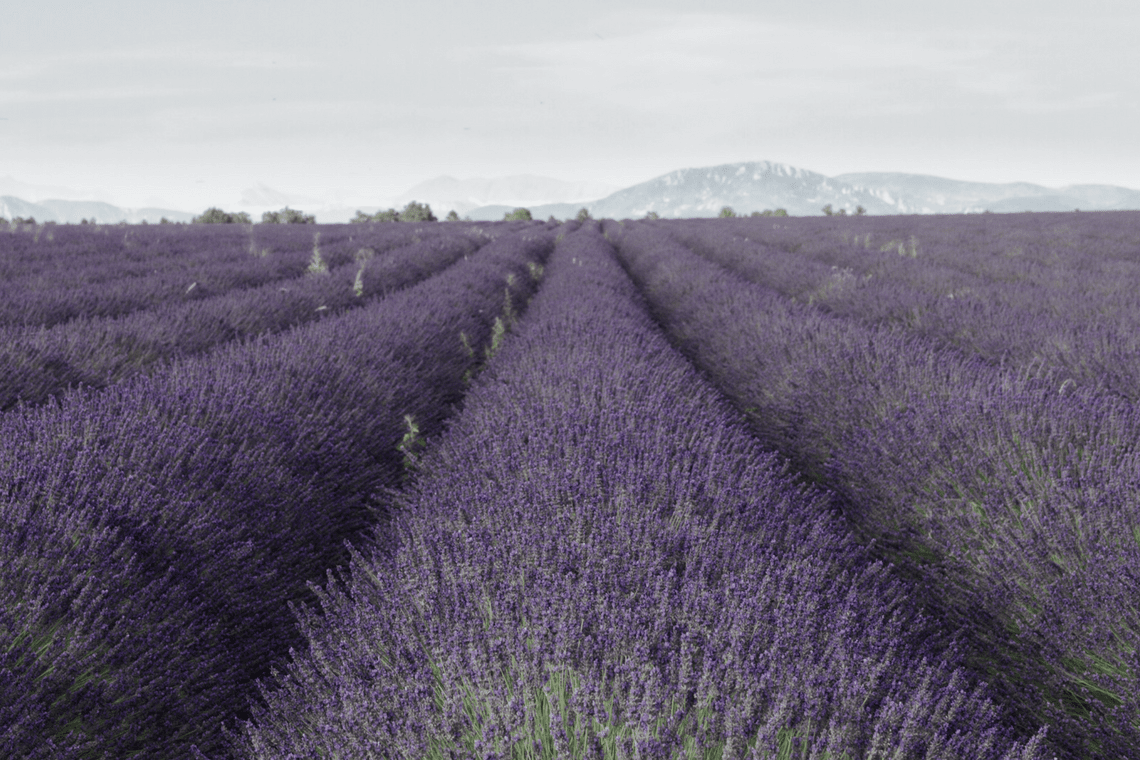 Color Combination Bountiful Rows - Canva's Design Wiki