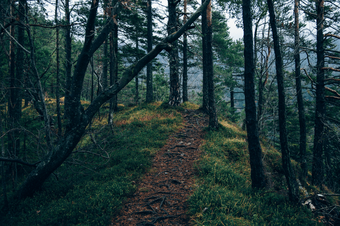 Color Combination Forest Path - Canva's Design Wiki