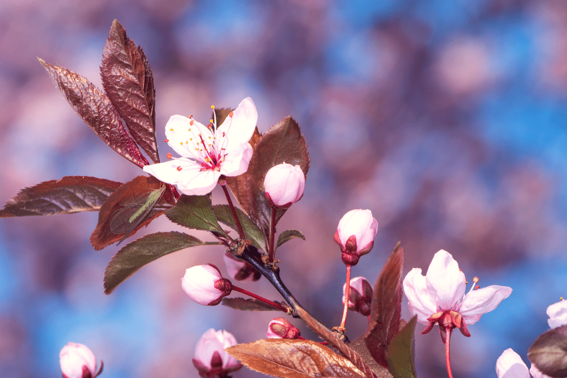 Color Combination First Cherry Bloom - Canva's Design Wiki