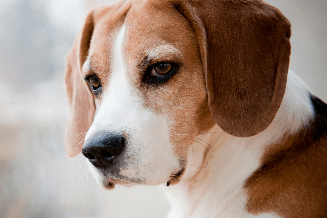 Color Combination Foxhound in Wait - Canva's Design Wiki