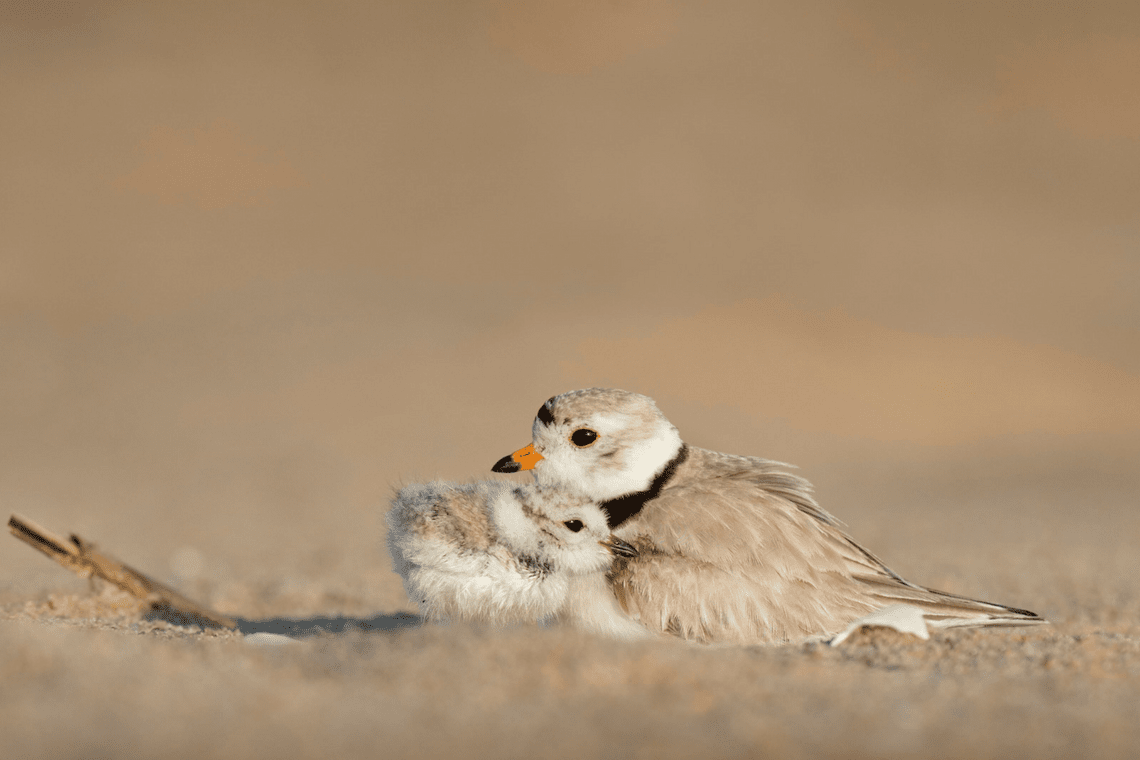 Color Combination Feathered Fledgling - Canva's Design Wiki