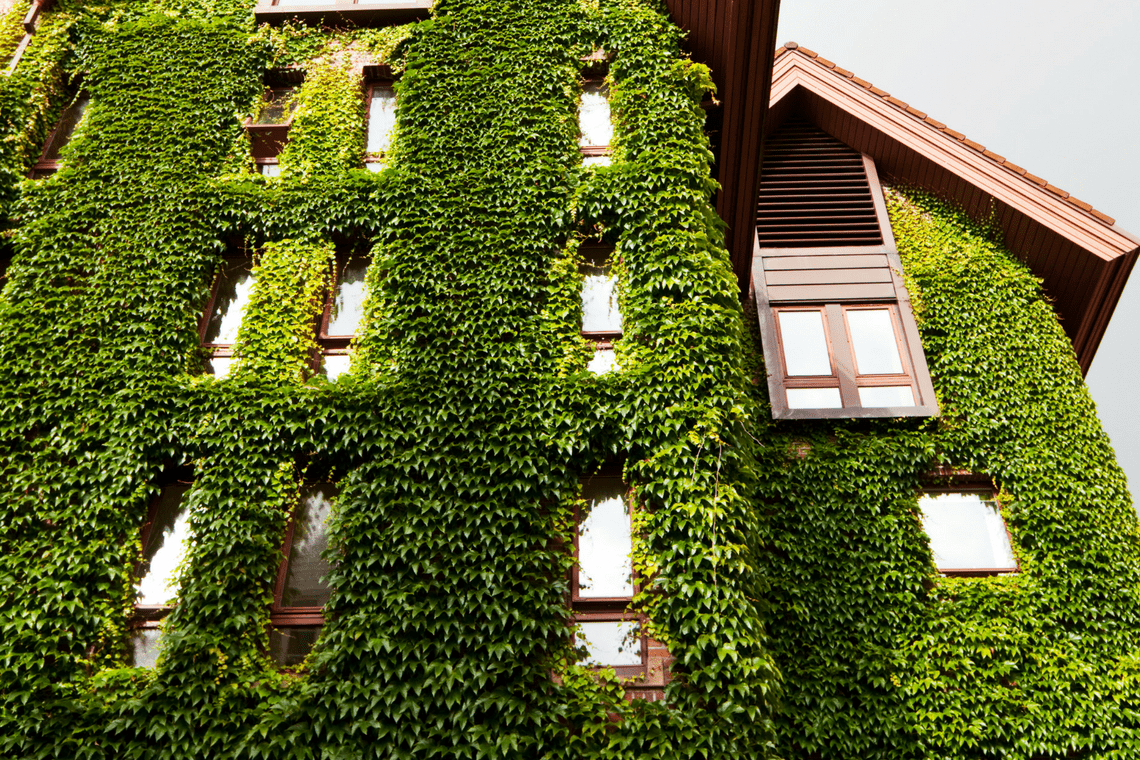 Color Combination Covered in Ivy - Canva's Design Wiki