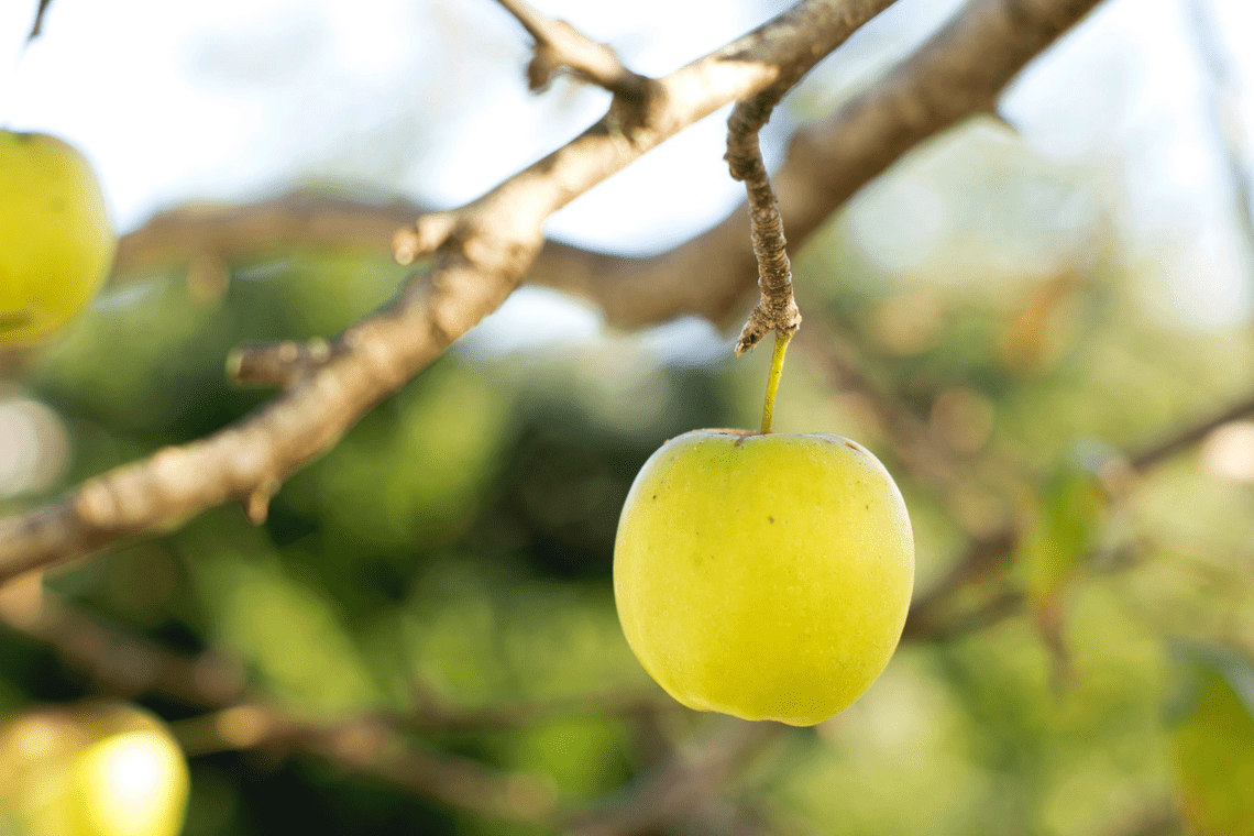 Color Combination Single Fruit - Canva's Design Wiki