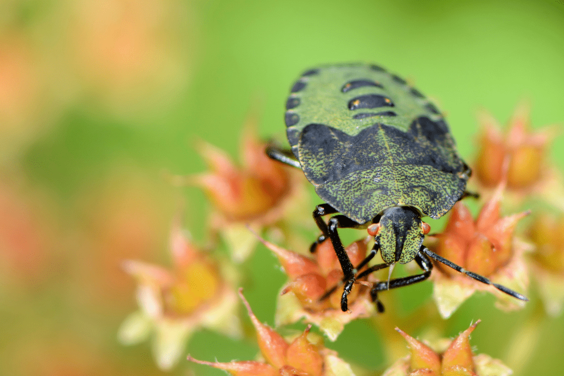 Color Combination Taste of Nectar - Canva's Design Wiki